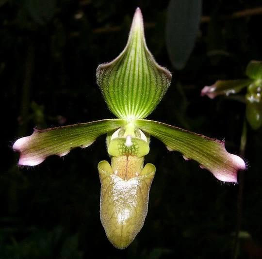 Paphiopedilum javanicum - Orchids Wiki