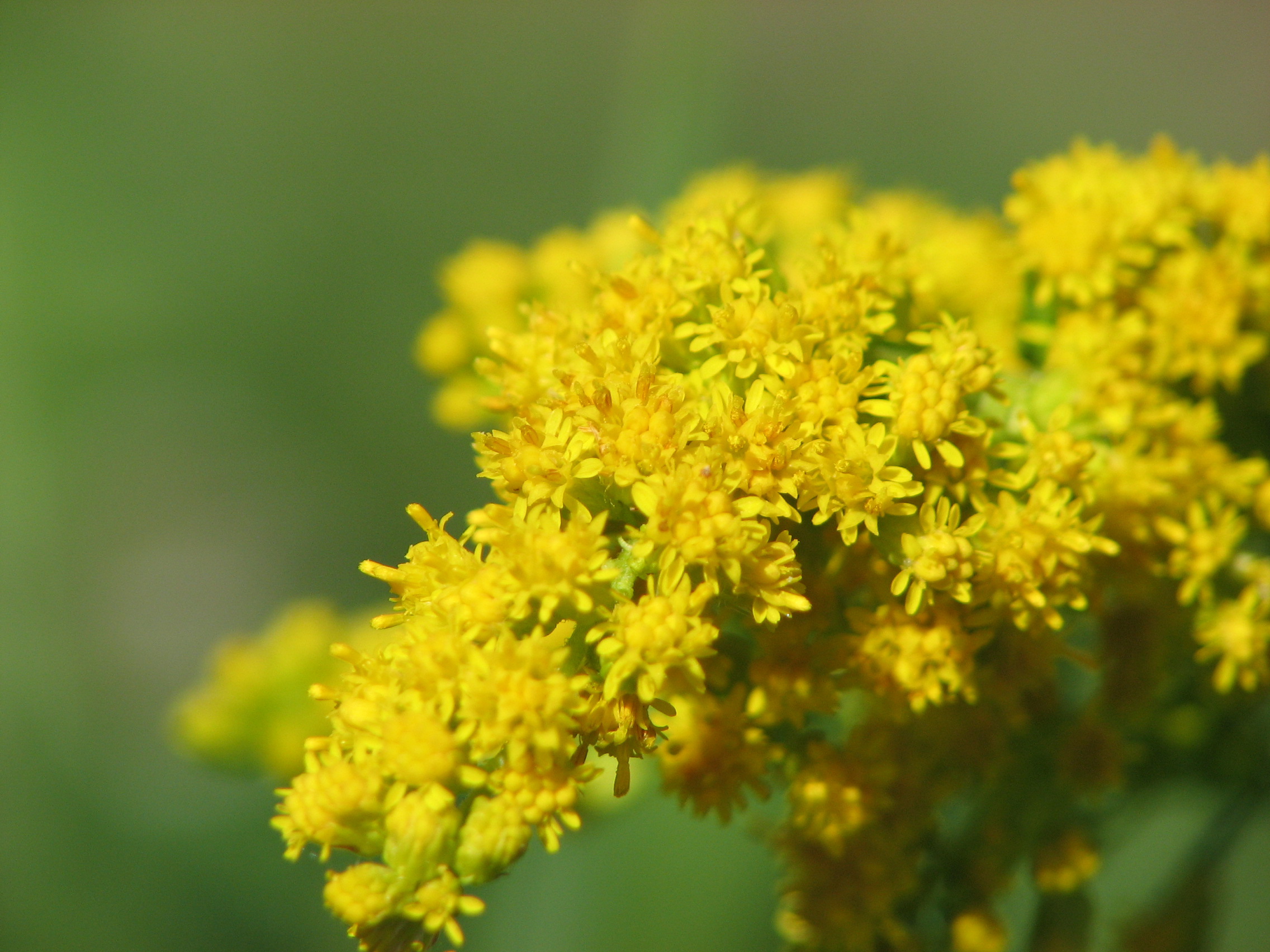 Goldenrod - Color Sorting Goldenrod - Color Sorting