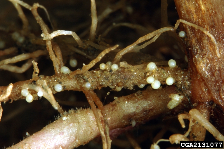 Potato Cyst Nematode Wikigardener The Gardening Site That Anyone Can Edit