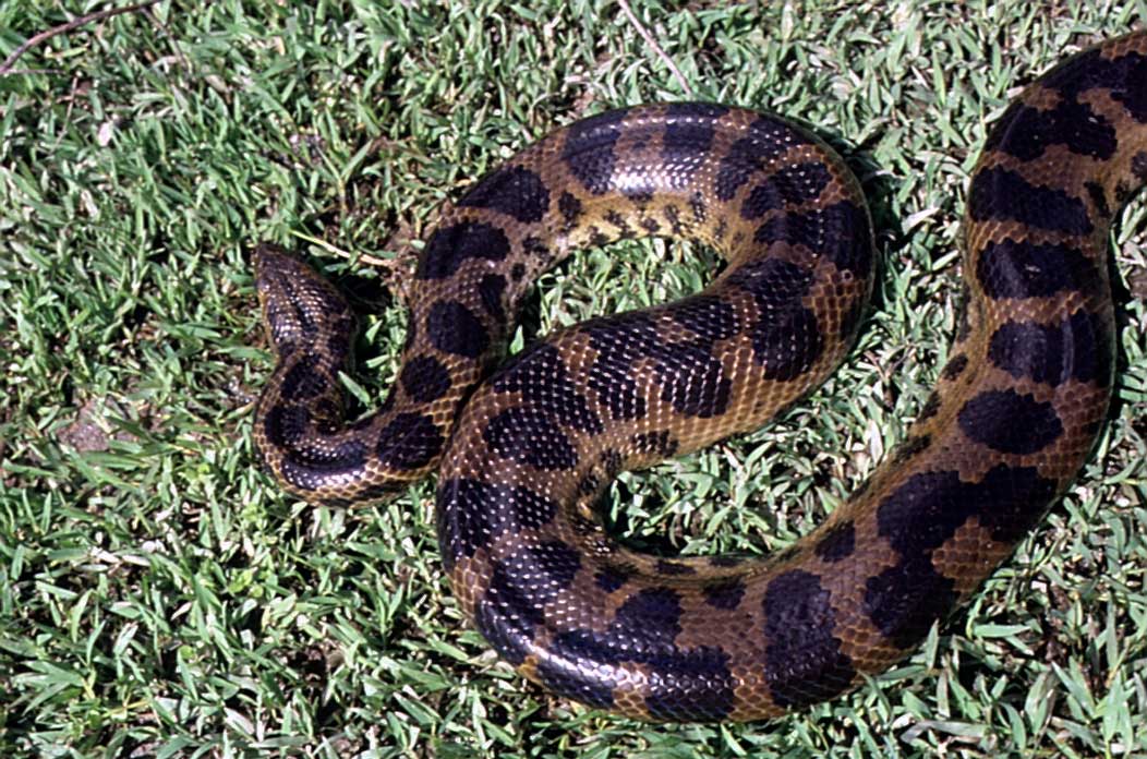 Anaconda De Manchas Oscuras Wiki Serpientepedia 
