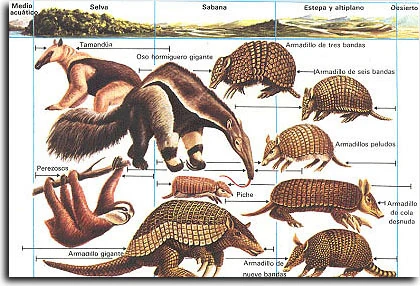 Xenarthra; Aardvarks; Edentata; Myrmecophagidae; Anteaters