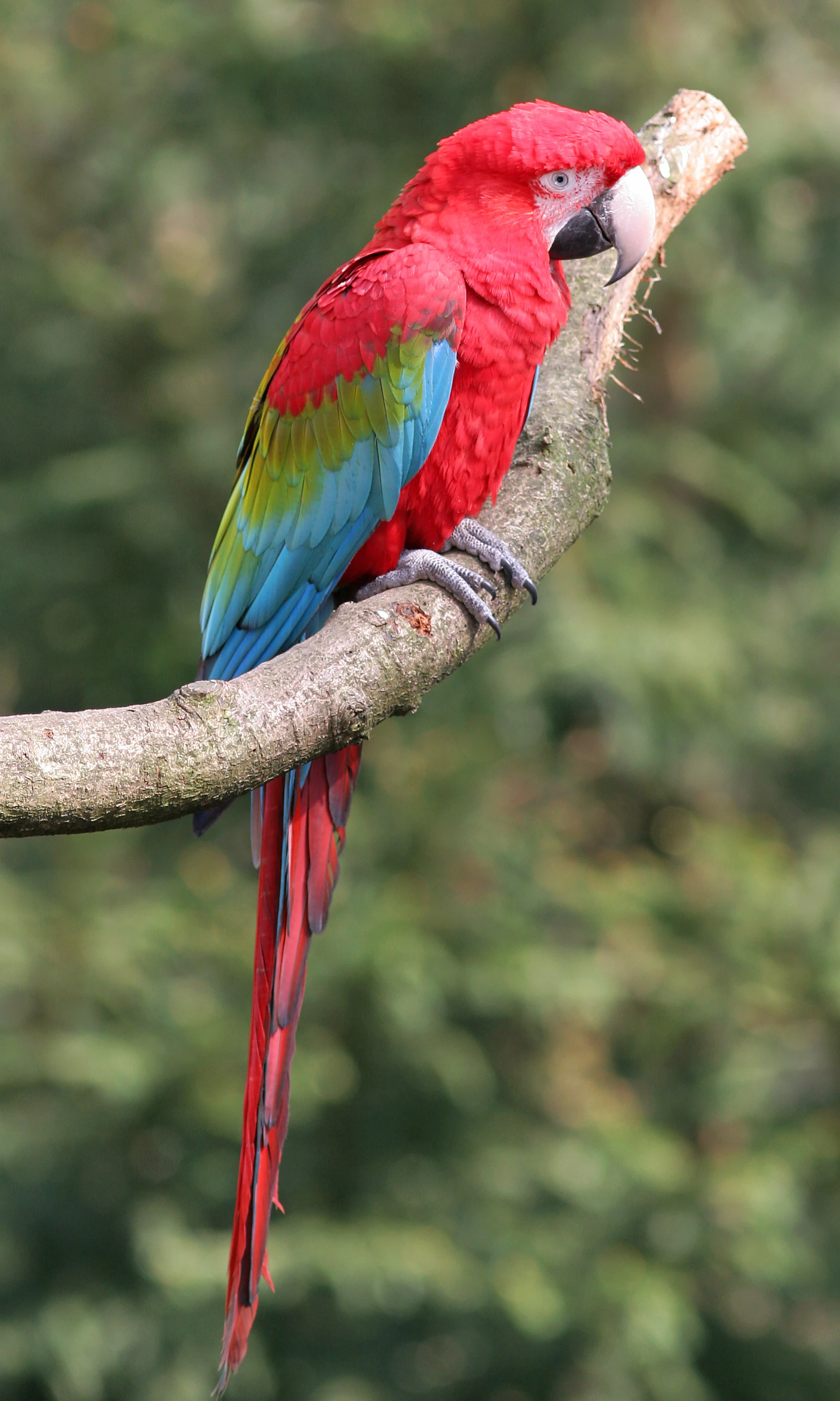 Red-and-green Macaw - Rio Wiki