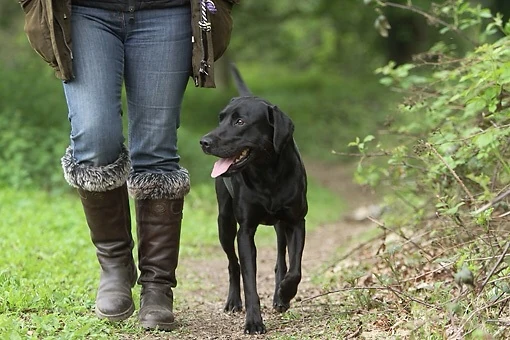 Labrador Retriever - Poochpedia