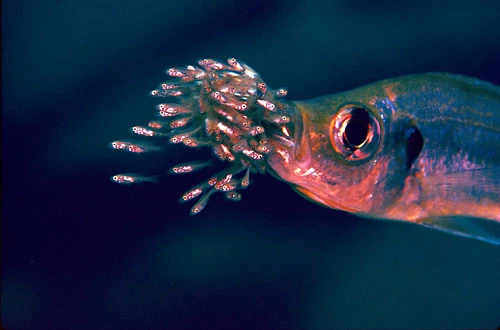 Image - Mouth Brooding Fish.jpg - Dessert Cactus Wiki