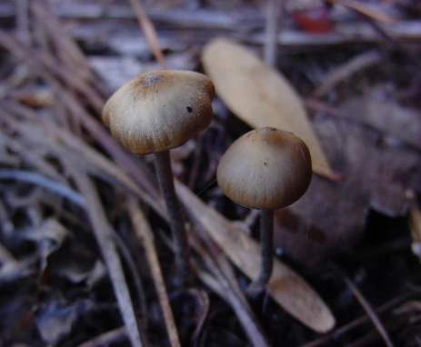Psilocybe atlantis - Mycology Wiki