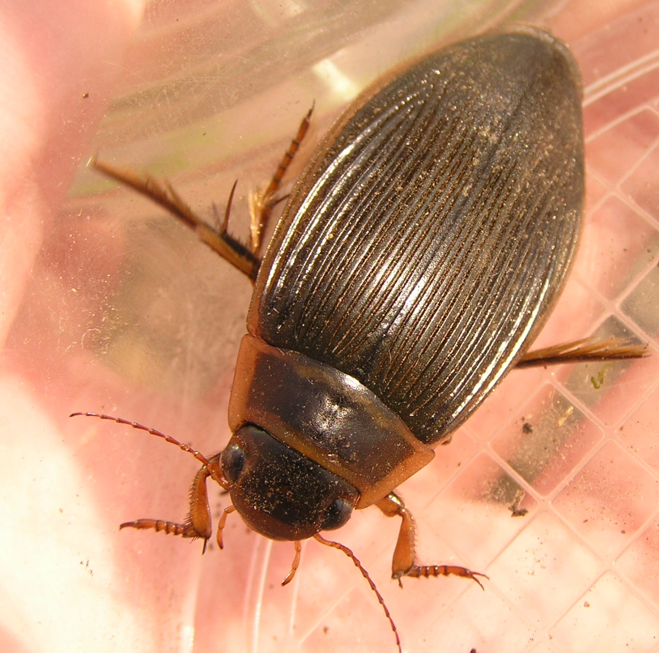 Dytiscus circumcinctus - Wildlife of Alberta Wiki