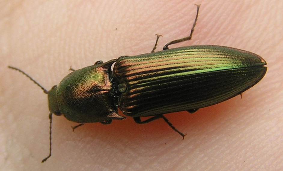 Resplendent click beetle - Wildlife of Alberta Wiki