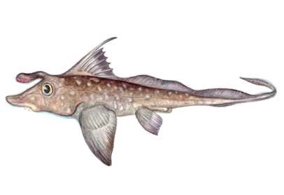 Ischyodus - Fossil Wiki, the paleontology wiki