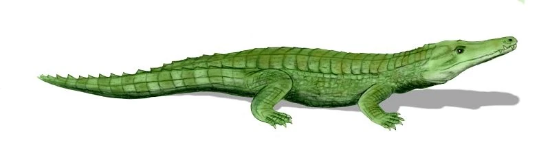 List of crurotarsans - Fossil Wiki, the paleontology wiki