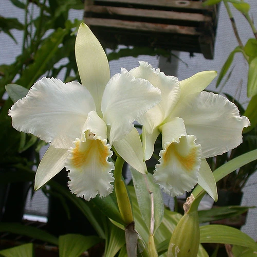 Cattleya mossiae - Orchids Wiki - Wikia