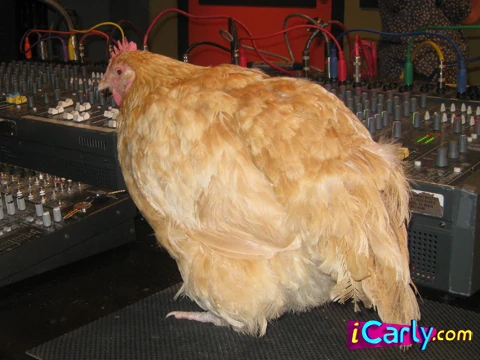 Maurice the Chicken - iCarly Wiki