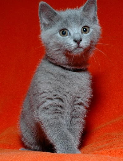 Archivo:Chartreux bebe.jpg - Animales Wiki
