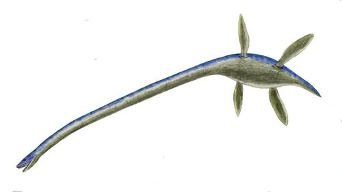 Image - Plesiosaur.png - Fossil Wiki, the paleontology wiki