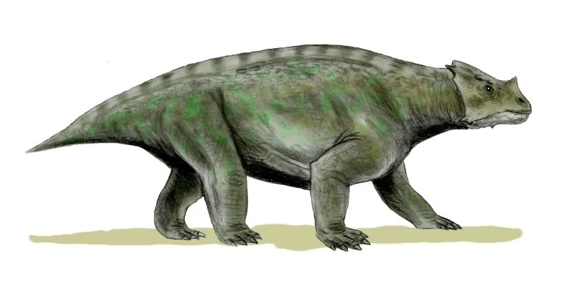 Pareiasauridae - Dinopedia - the free dinosaur encyclopedia