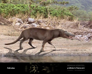 Pakicetus - Dinopedia - the free dinosaur encyclopedia