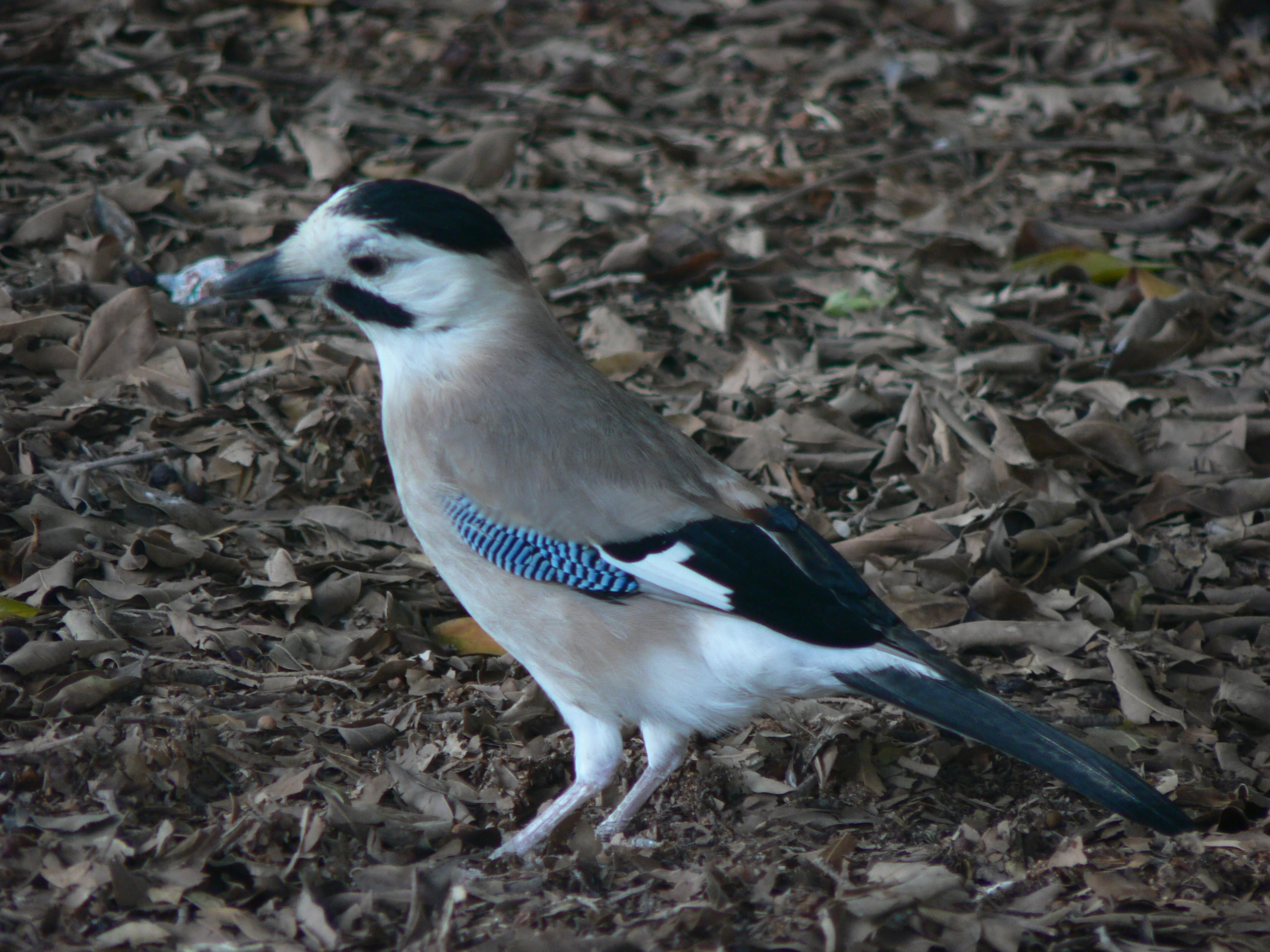 Corvidae - All Birds Wiki