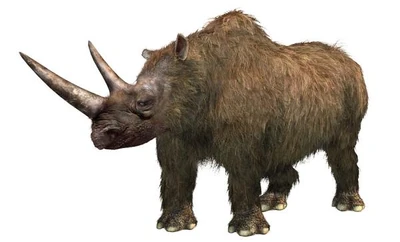 Coelodonta antiquitatis - Wiki Prehistórico