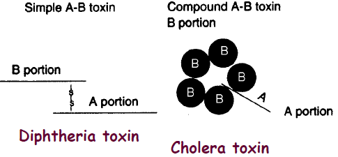 Bacteria pathogenesis 3 - VIA Revision Wiki