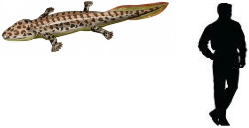 Acanthostega - Wiki ACAM