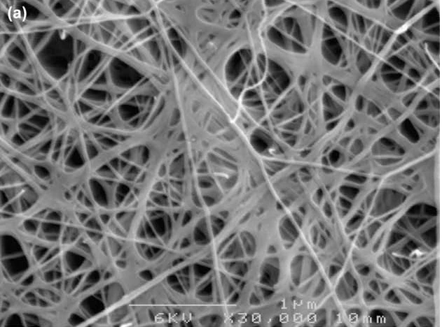 Gluconacetobacter Xylinus; Acetobacter xylinum; Acetobacter xylinus ...