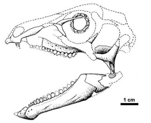 Abrictosaurus - Wiki Prehistórico