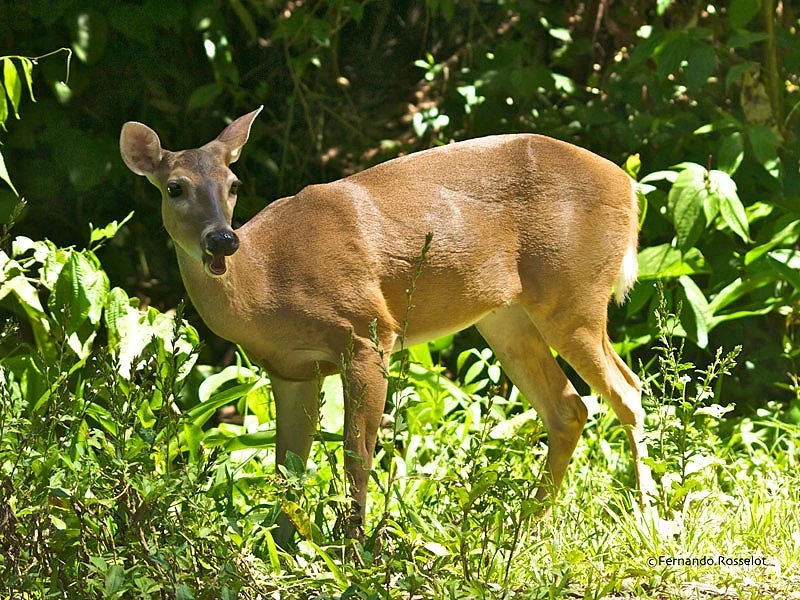 Venado de cola blanca - Wiki Colombia