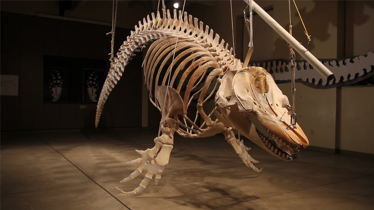 Orca - Wiki Reino Animalia