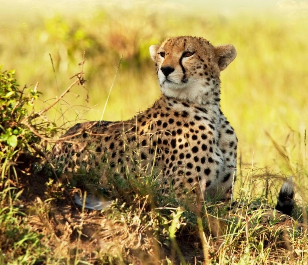 Guepardo - Wiki Reino Animalia