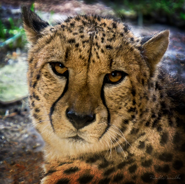 Guepardo - Wiki Reino Animalia