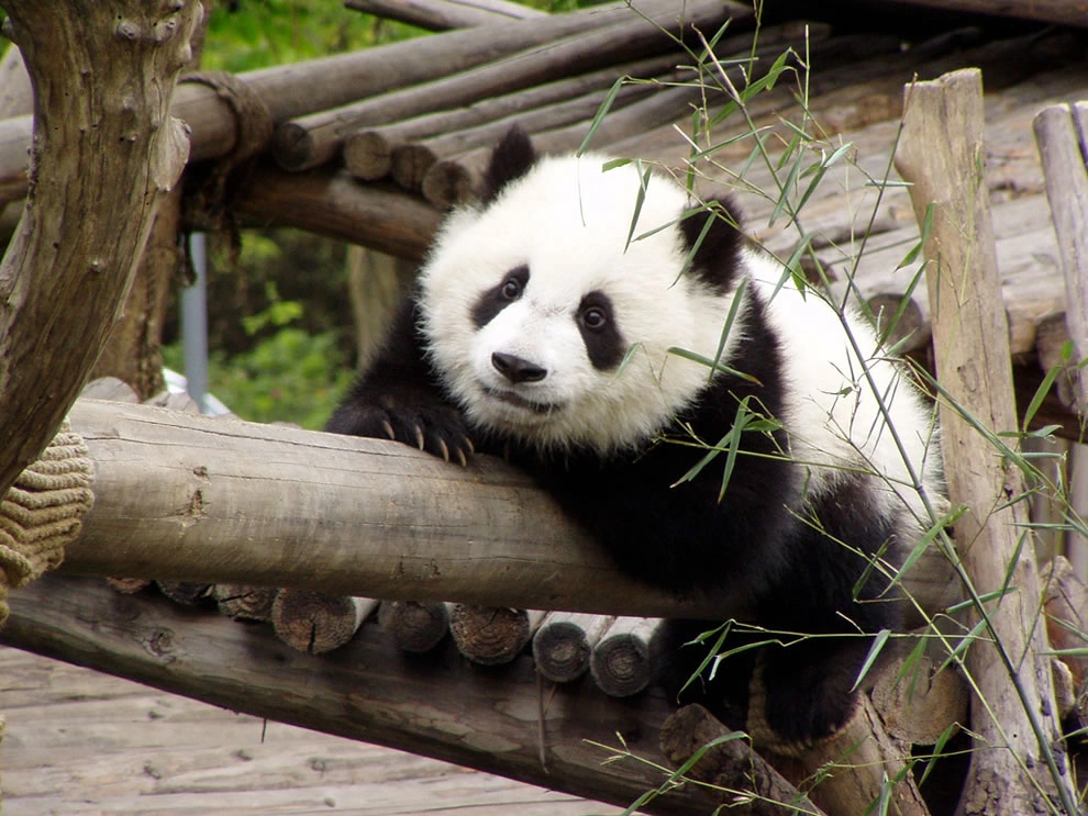Oso Panda - Wiki Reino Animalia