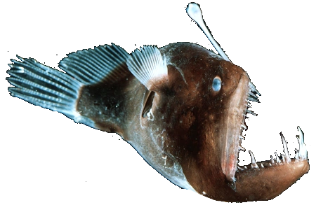 Anglerfish - Creatures of the Deep Wiki
