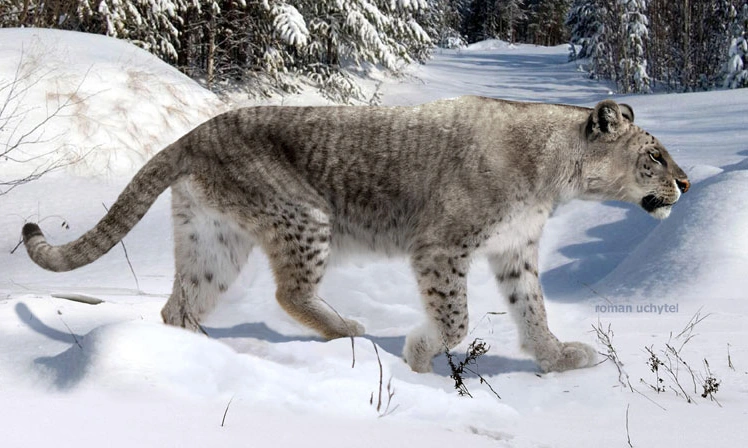 Panthera - Wiki Reino Animalia