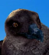Skua - Happy Feet Wiki, The Movie-Based Happy Feet Encyclopedia