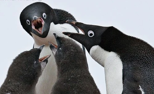 Plik:Pingwin adeli 4.png – Zwierzaki Wiki