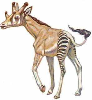 Climacoceras - Dinopedia - the free dinosaur encyclopedia