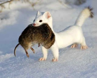 Comadreja Andina - Wiki Reino Animalia