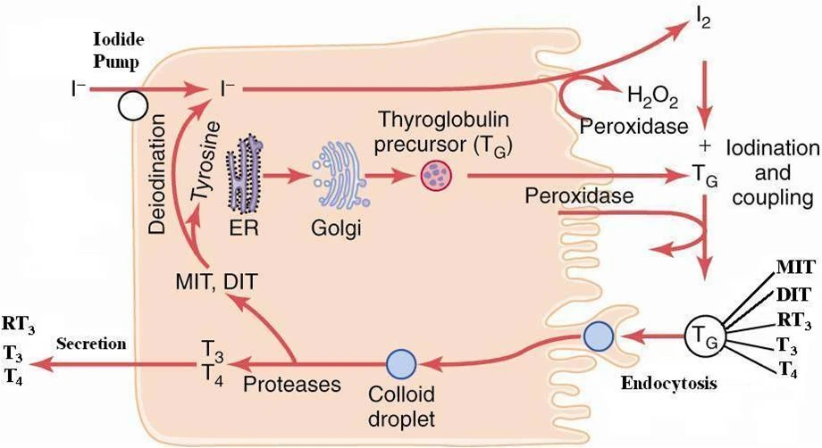 Mecanismos da tireoide.jpg