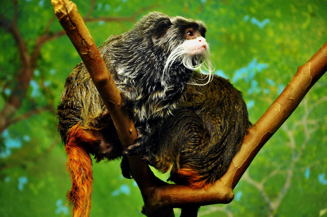Emperor Tamarin - Cryptid Wiki
