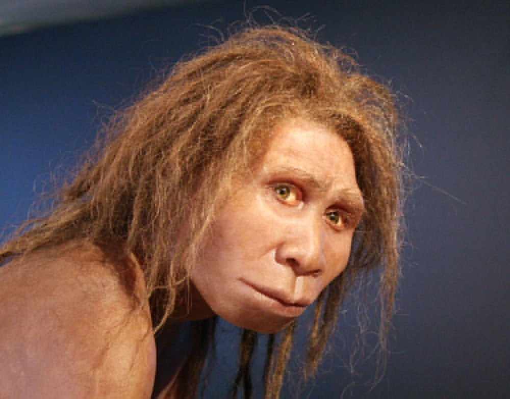 Homo Erectus - JungleKey.fr Image #100