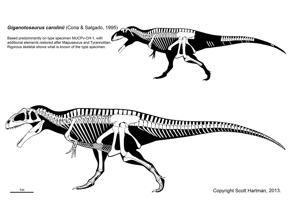 Giganotosaurus Hartman Skeletal Dinosaur Dinosaurussen Carolinii ...