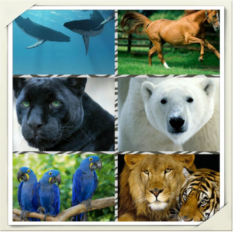 Discuss Everything About Wiki Mundo Animal | Fandom