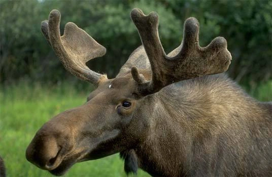 Alce - Wiki Reino Animalia