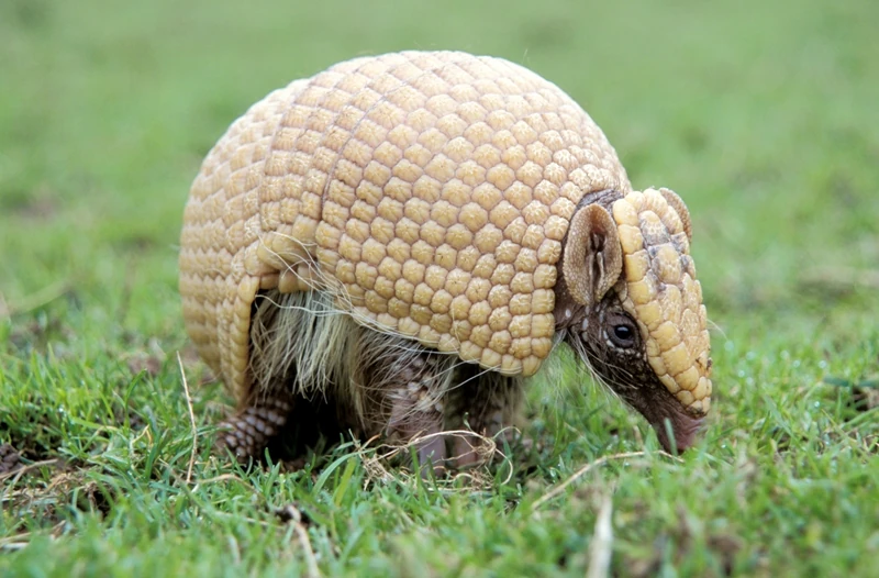 Tatu - Wiki Mundo Animal