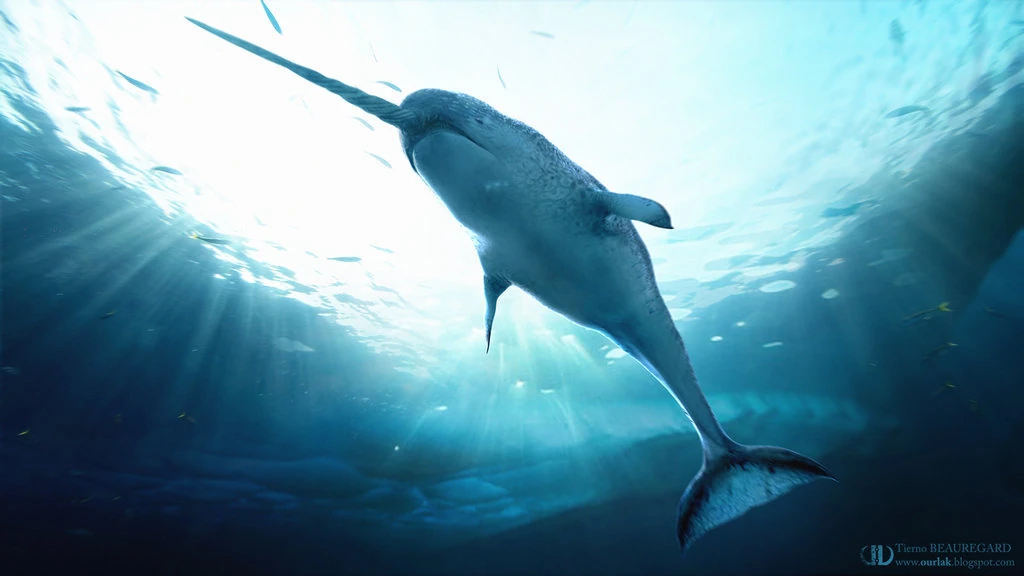 Ficheiro:Narval by ourlak-d6941q5.jpg - Wiki Mundo Animal