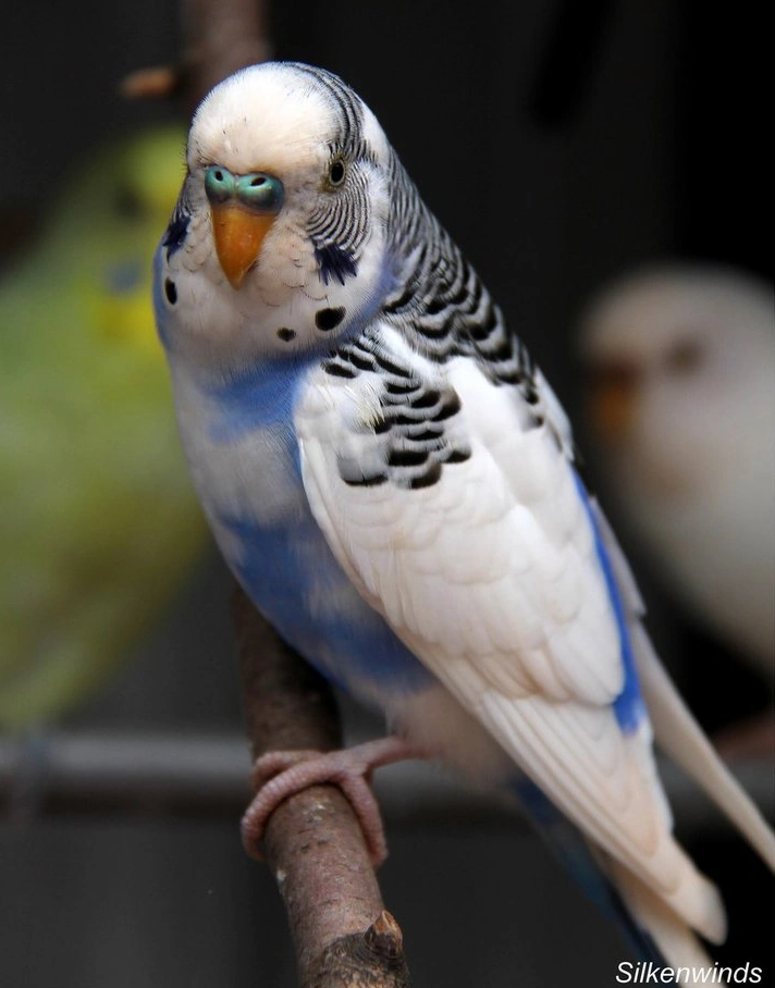 Perico Australiano - Wiki Reino Animalia