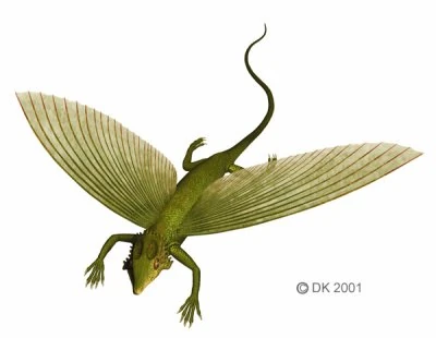 Weigeltisaurus - Dinopedia - the free dinosaur encyclopedia