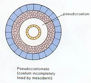 Pseudocoelomate - HeyerBio6A Wiki