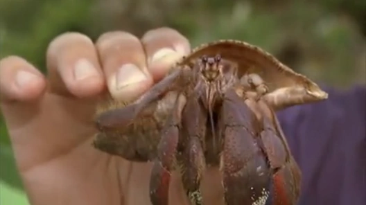 Image - LA The Hermit Crab Shell Exchange.png - Wild Kratts Wiki - Wikia