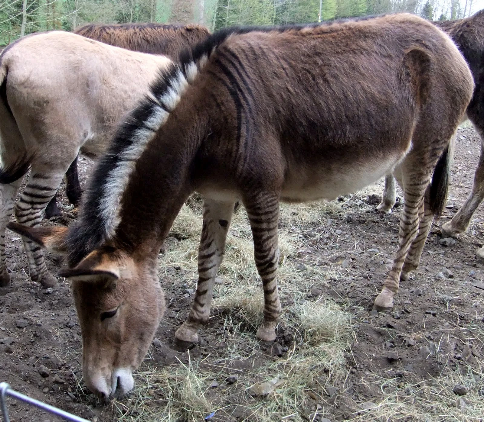 Les zebres, Zonkeys & Zorses